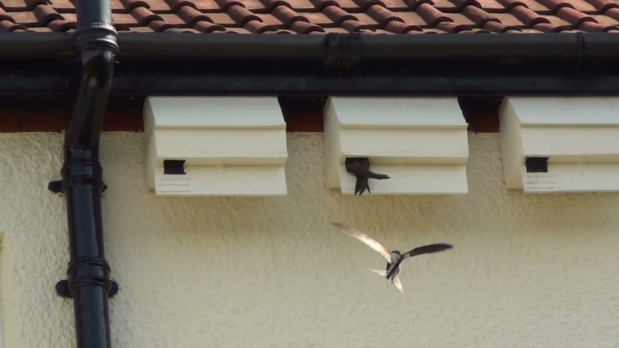 Welcoming swifts into our skies! | 14 May 2024 | Stratherrick & Foyers ...